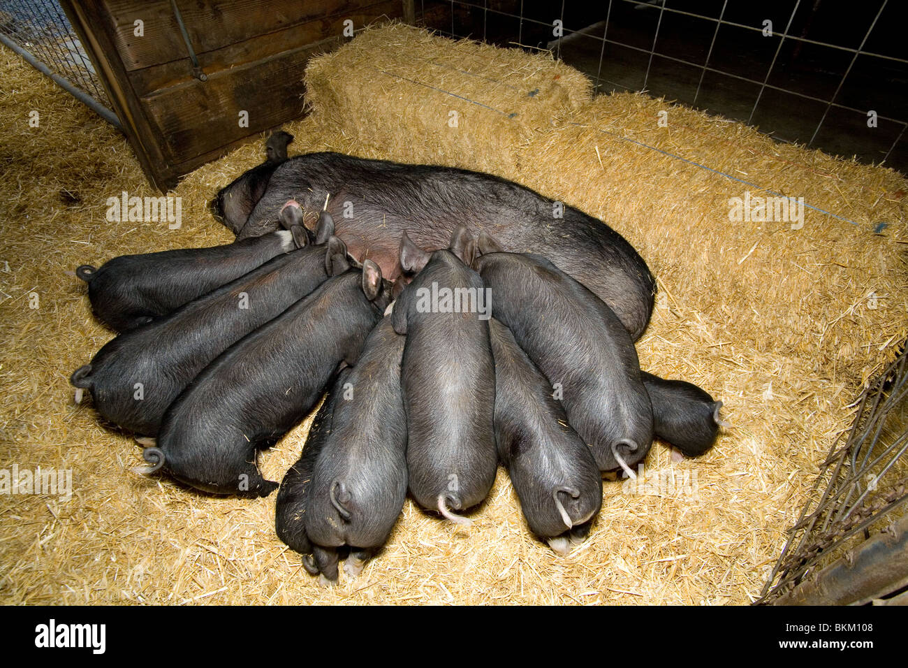 Sabots de porc Banque de photographies et d’images à haute résolution ...