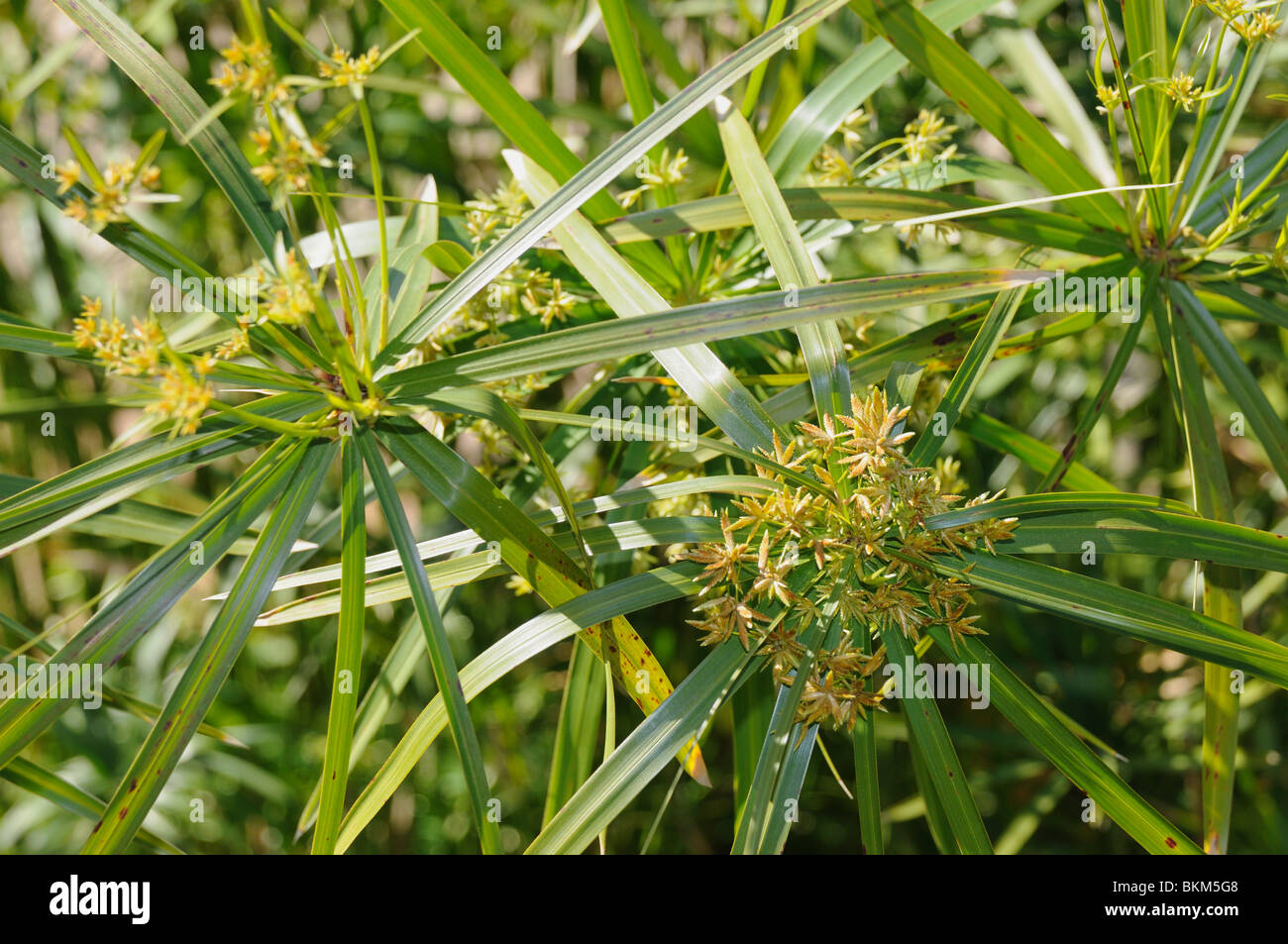 Gros plan de fleurs de papyrus cyperus Banque de photographies et d ...