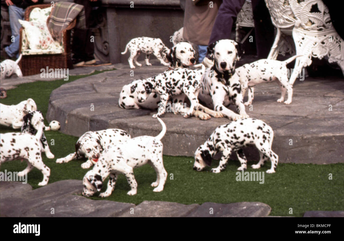101 dalmatians Banque de photographies et d’images à haute résolution ...