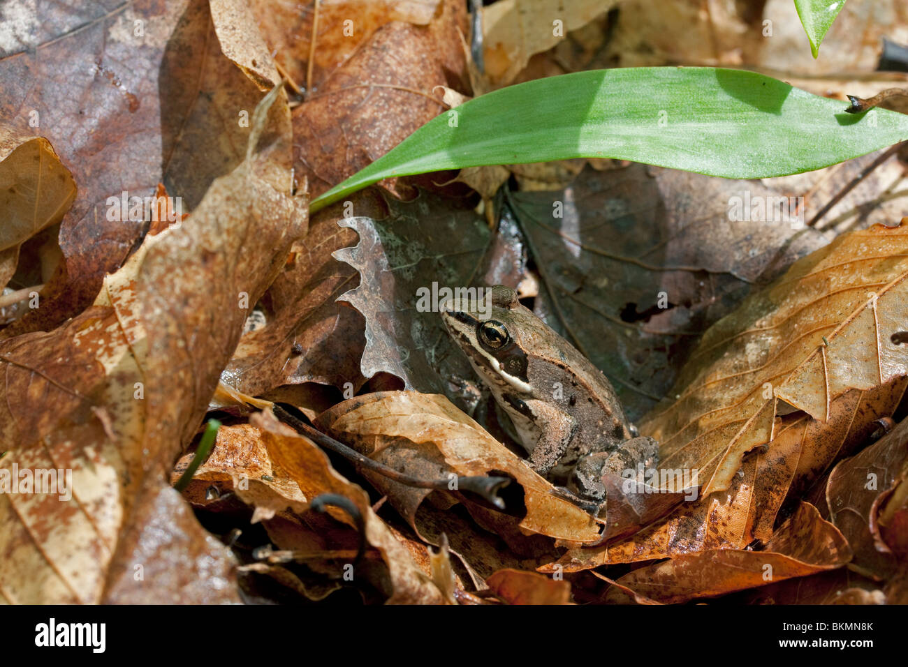 Grenouille des bois Rana sylvatica Printemps La Forêt de feuillus USA ...