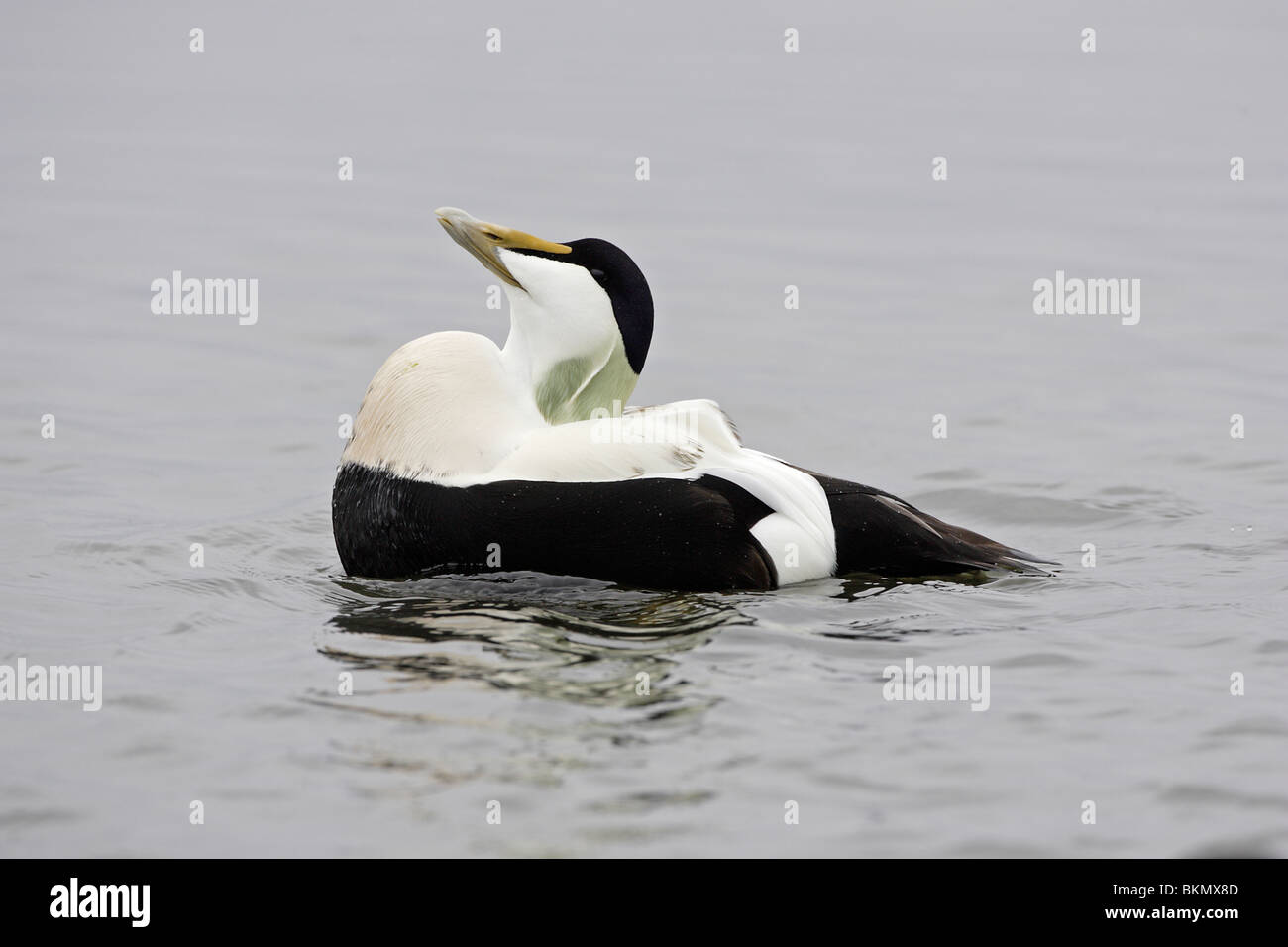 Drake eider Banque de photographies et d’images à haute résolution - Alamy