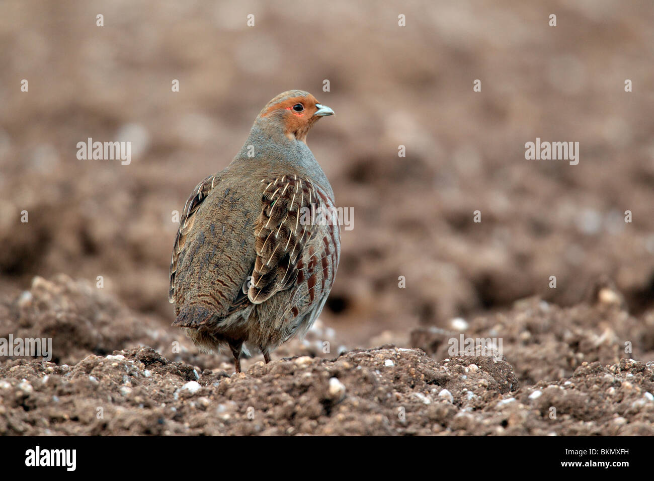 Perdrix perdix perdix oiseau gibier de norfolk Banque de photographies ...