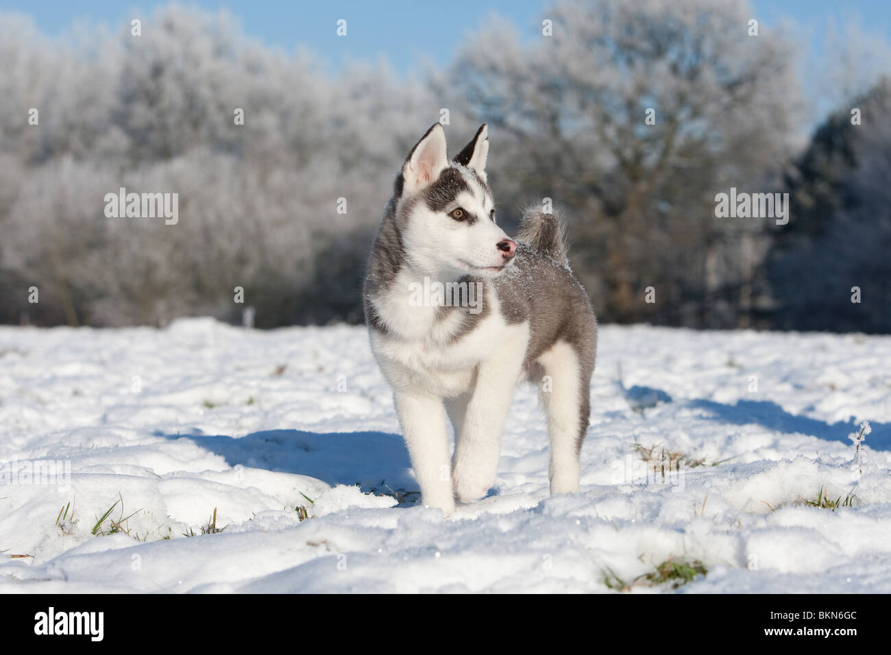 Chiots Husky Dans La Neige Chiot Husky Court Sur La Neige Affiche De