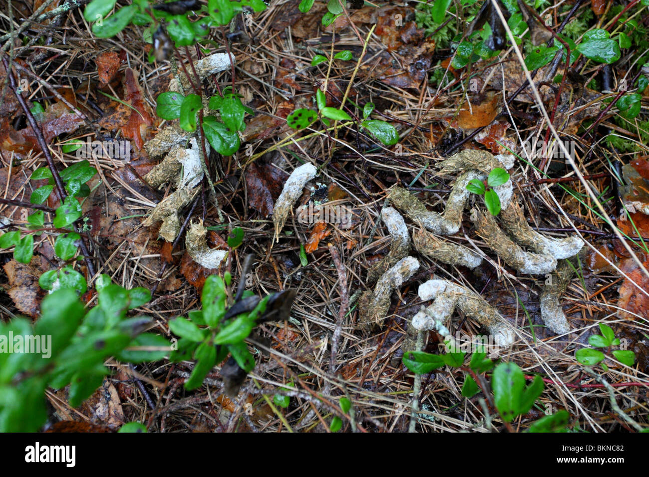 Grand Tétras (Tetrao urogallus) crottes au lek place Photo Stock - Alamy