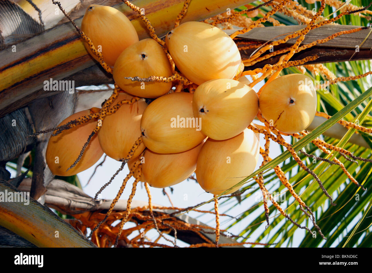 Cocotier Direction générale de fruits mûrs close up Photo Stock - Alamy