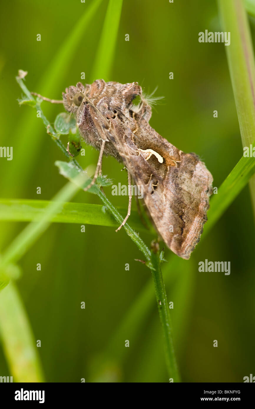 Gamma uil Banque de photographies et d’images à haute résolution - Alamy