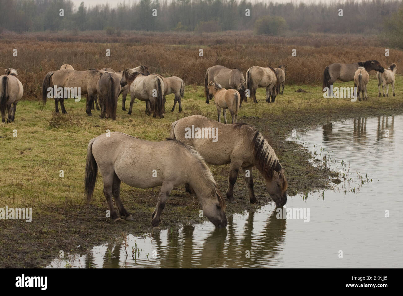 Groep koniks Banque de photographies et d’images à haute résolution - Alamy
