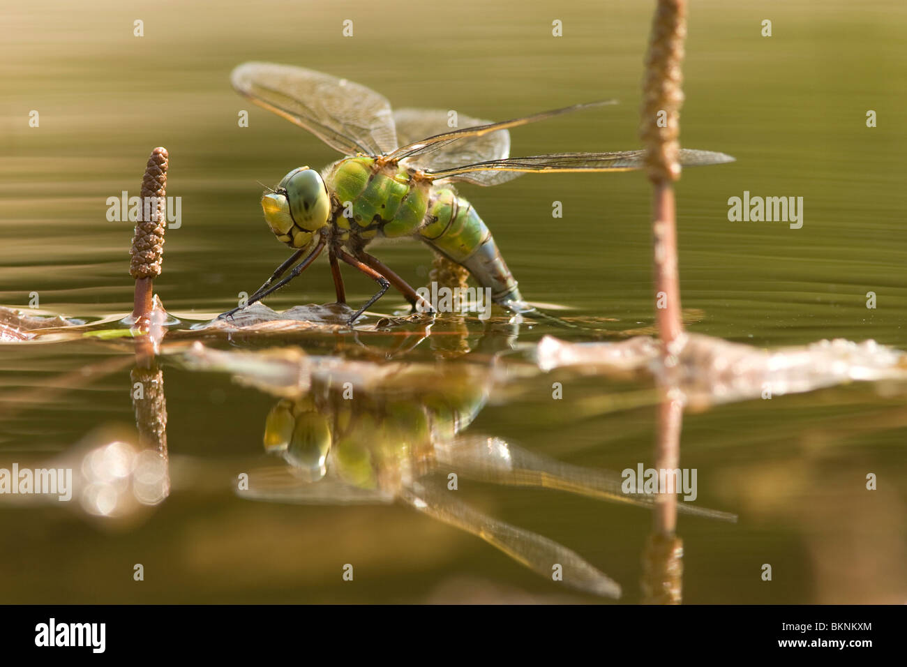 Libelle grootste Banque de photographies et d’images à haute résolution - Alamy