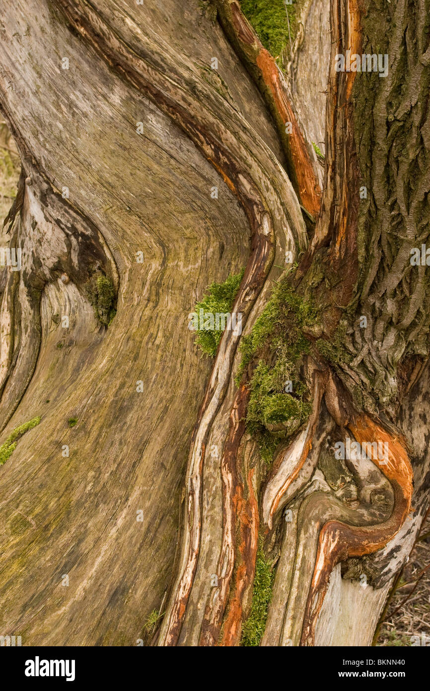 Bast van een boom Banque de photographies et d’images à haute ...