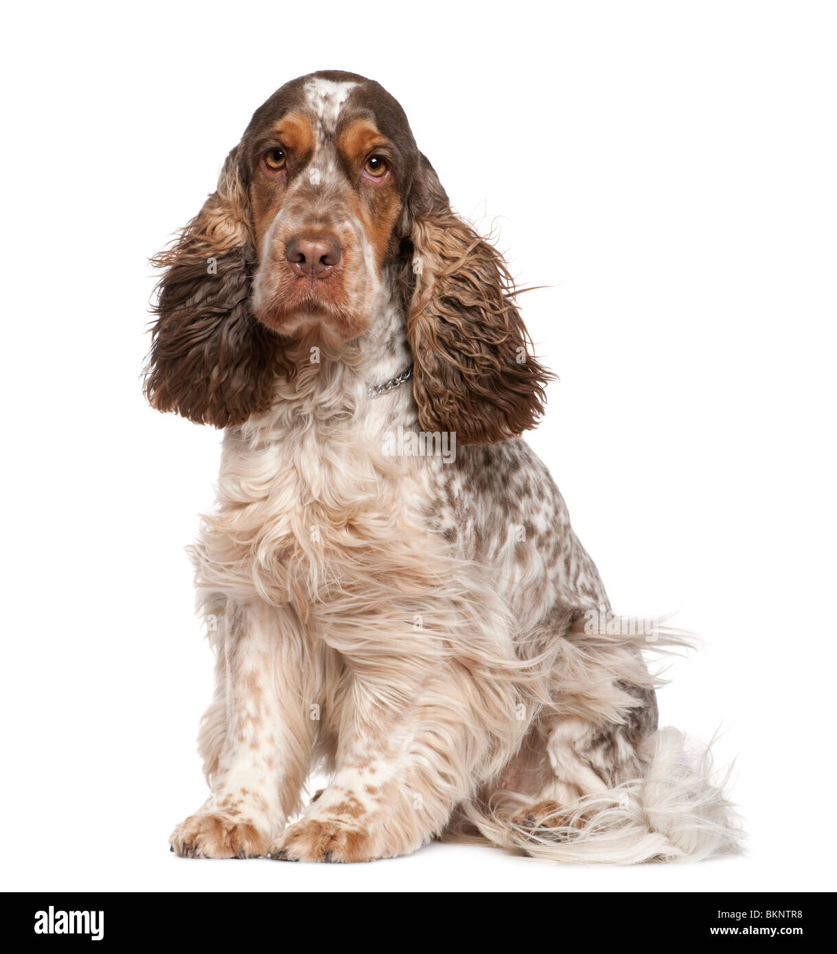 Old english cocker spaniel Banque d'images détourées - Alamy