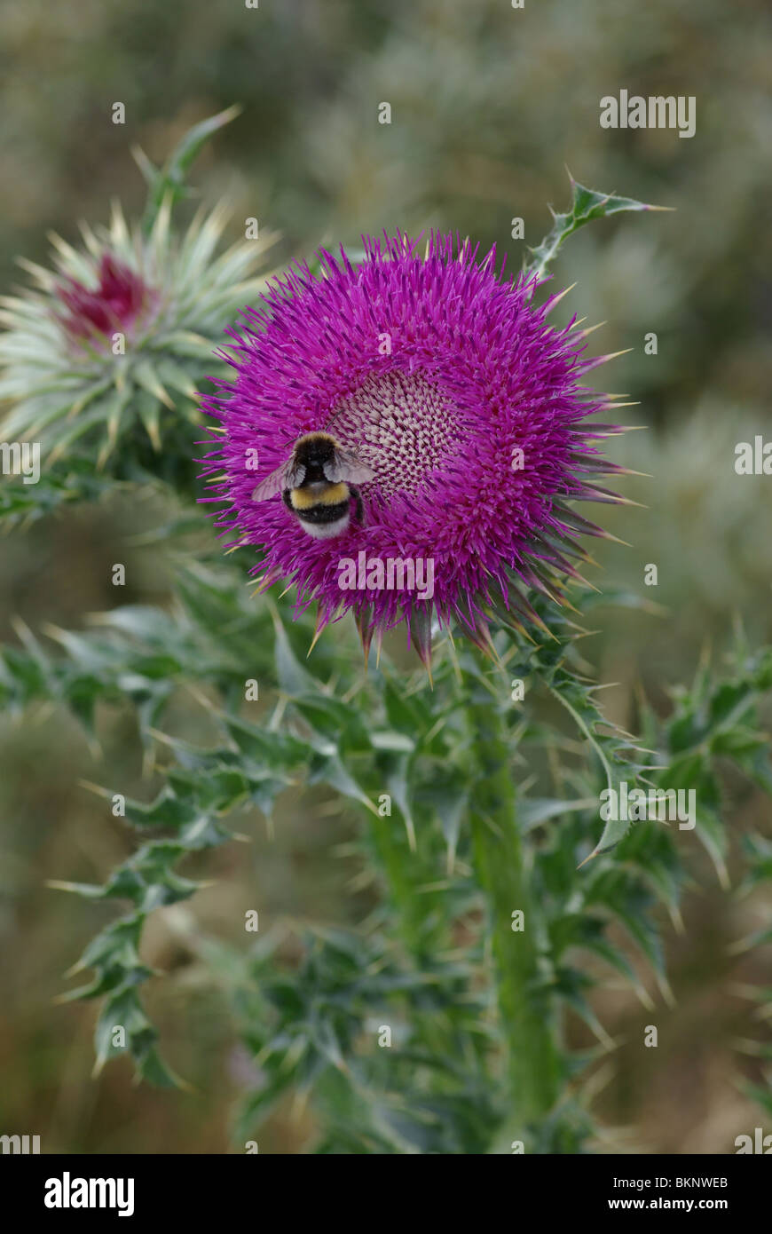 Knikkende distel Banque de photographies et d’images à haute résolution ...