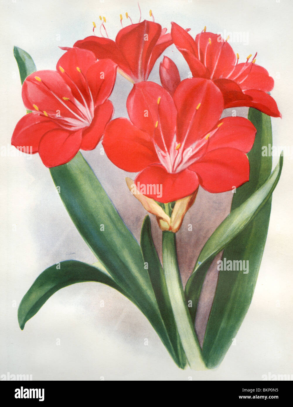 Vallota purpurea scarborough lily Banque de photographies et d’images à ...