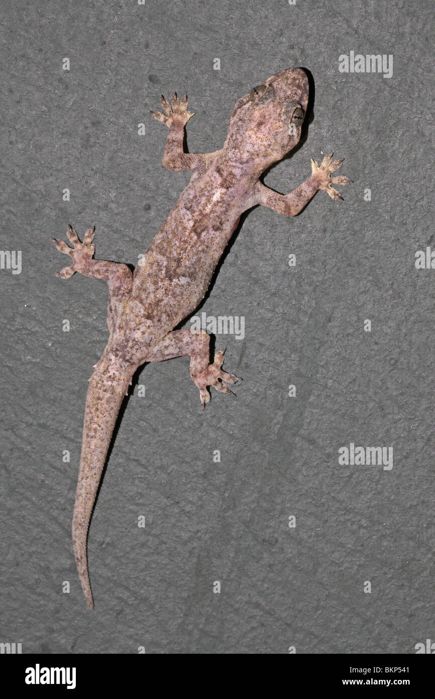 Tropical house gecko Banque de photographies et d’images à haute ...