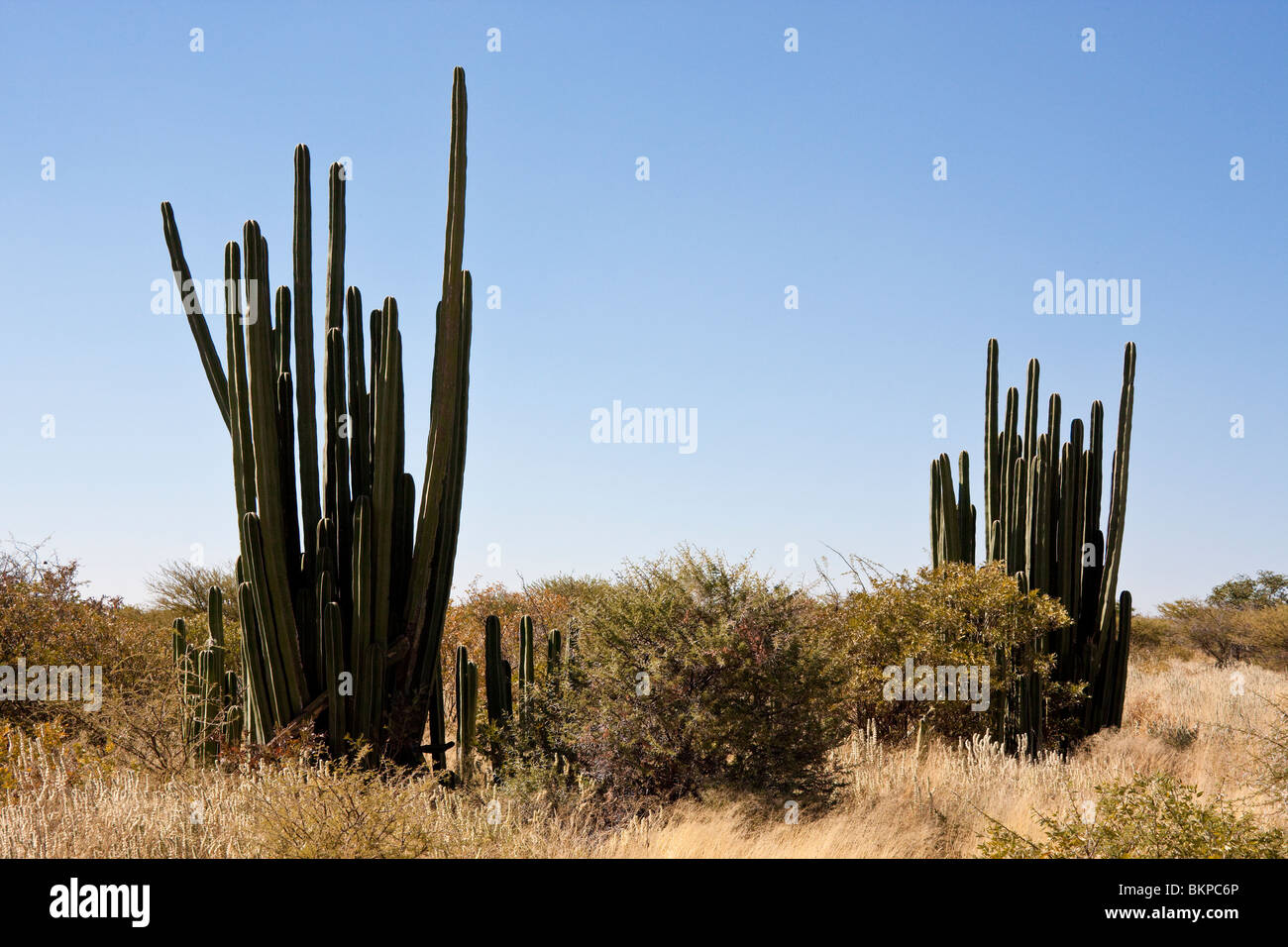 Cactus géant dans le Damaraland en Namibie Photo Stock - Alamy