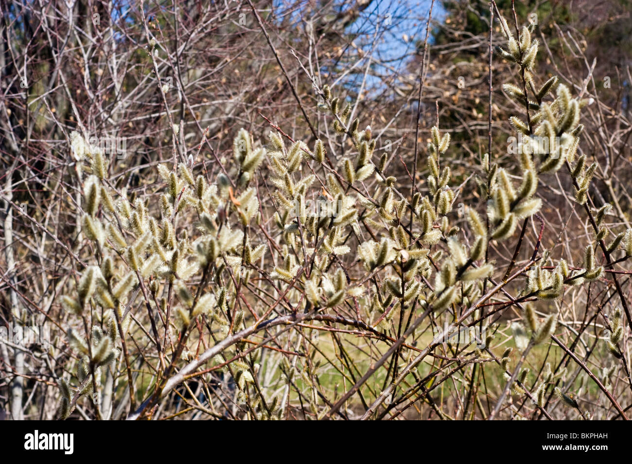 Or Blanc pussy willow, Salix Gracilistyla 'Variegata', Japon, Corée ...
