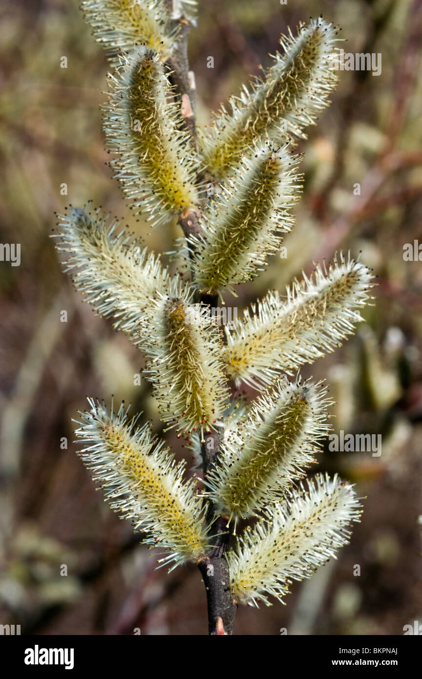 Or Blanc pussy willow, Salix Gracilistyla 'Variegata', Japon, Corée ...