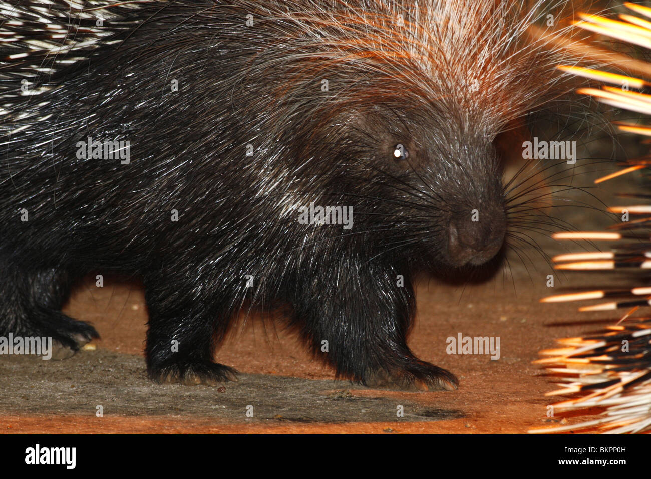 Porc épique Banque de photographies et d’images à haute résolution - Alamy