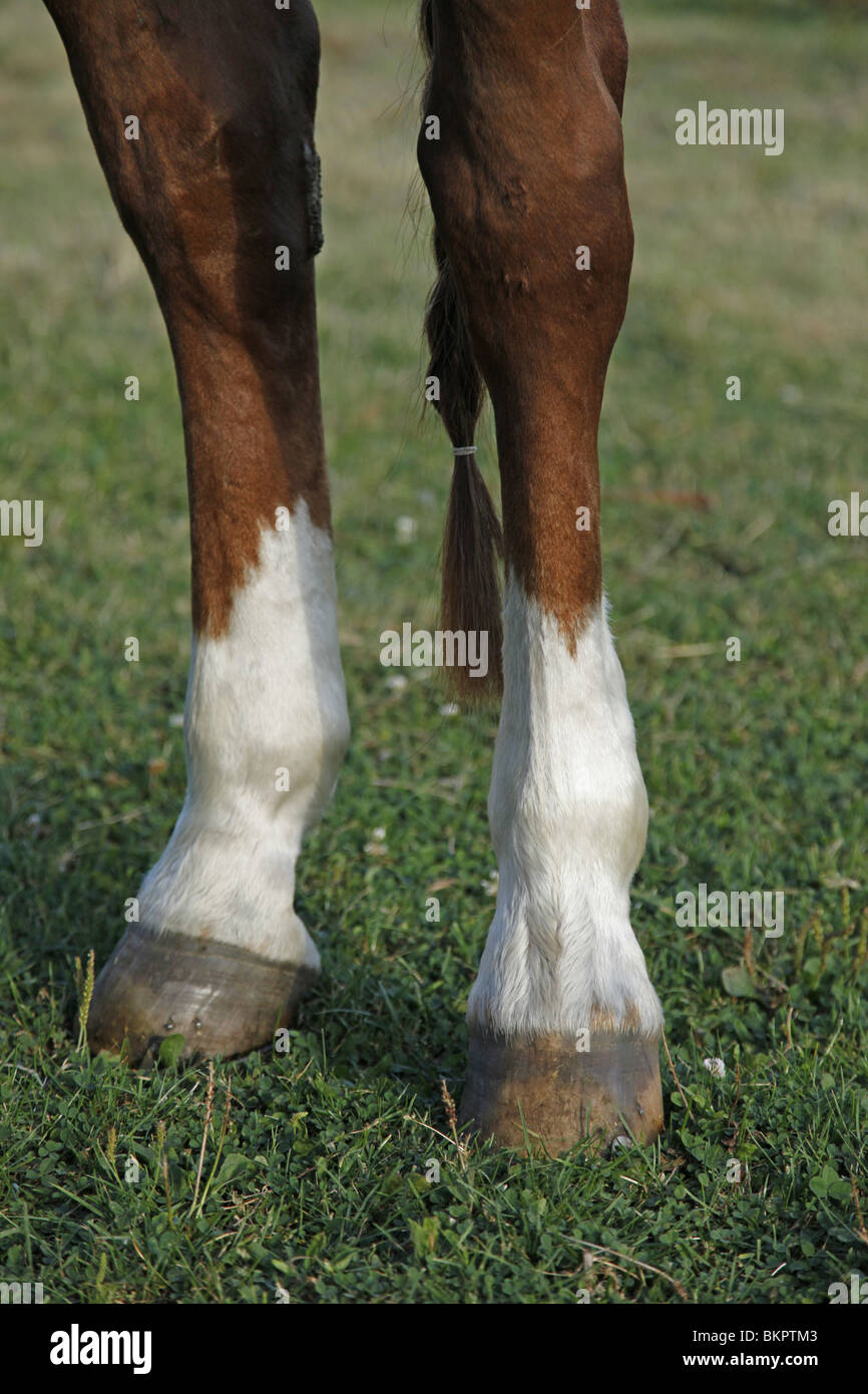 Jambes de cheval Banque de photographies et d’images à haute résolution ...
