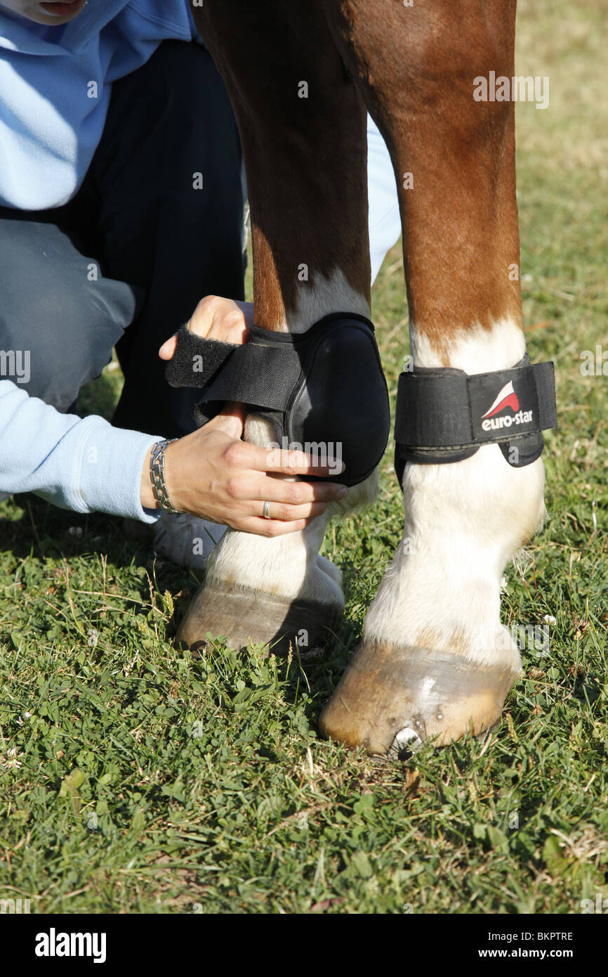 Jambes de cheval Banque de photographies et d’images à haute résolution ...