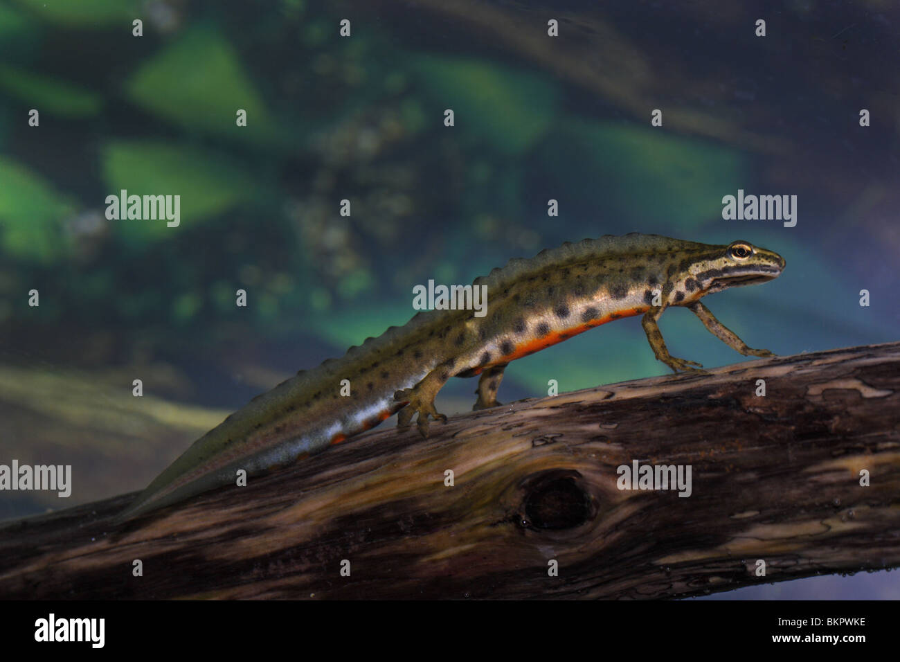 Teichmolch Molch, Triturus vulgaris,, Lissotriton, Commun, Newt Photo ...
