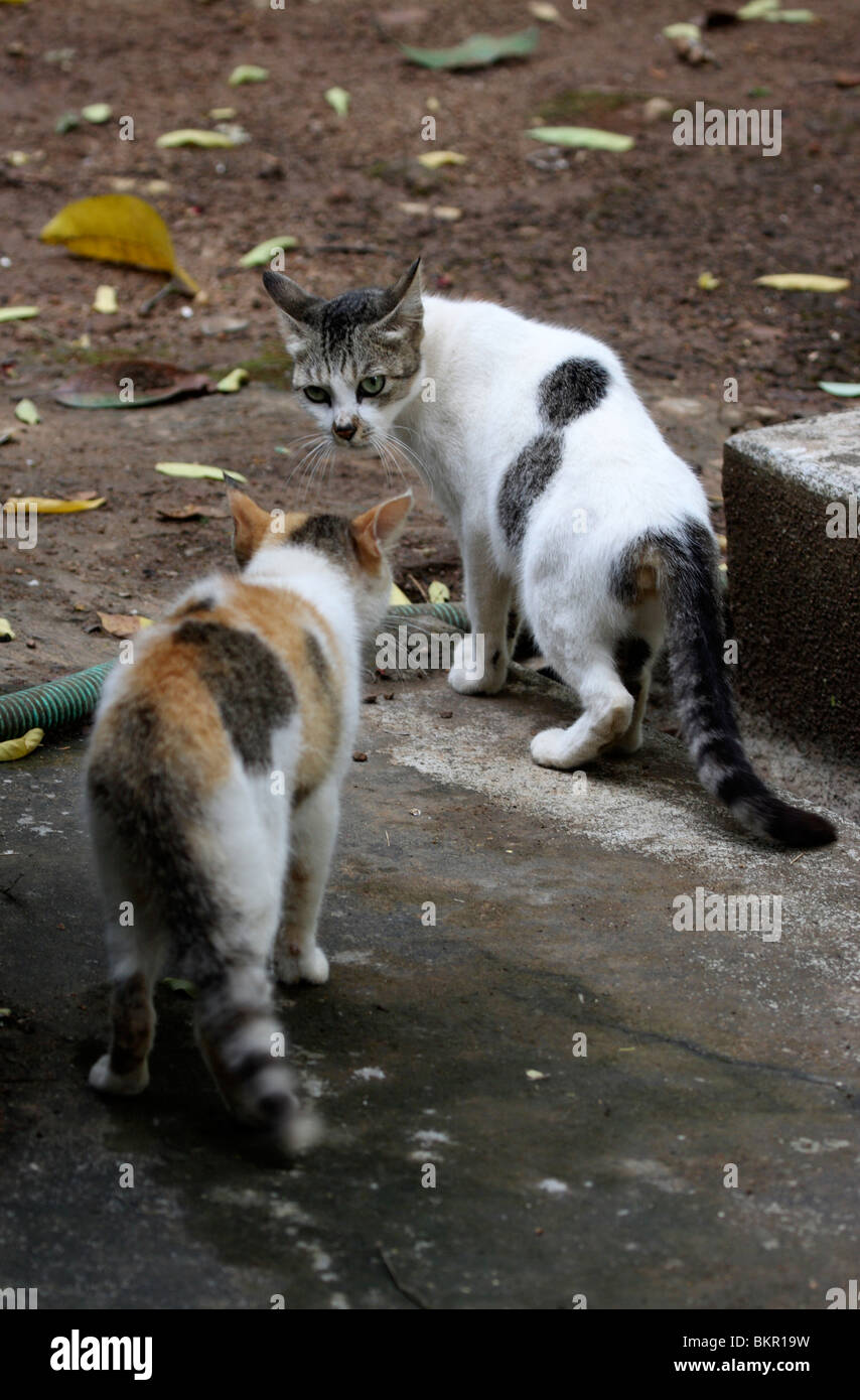 Chats de combat Banque de photographies et d’images à haute résolution ...