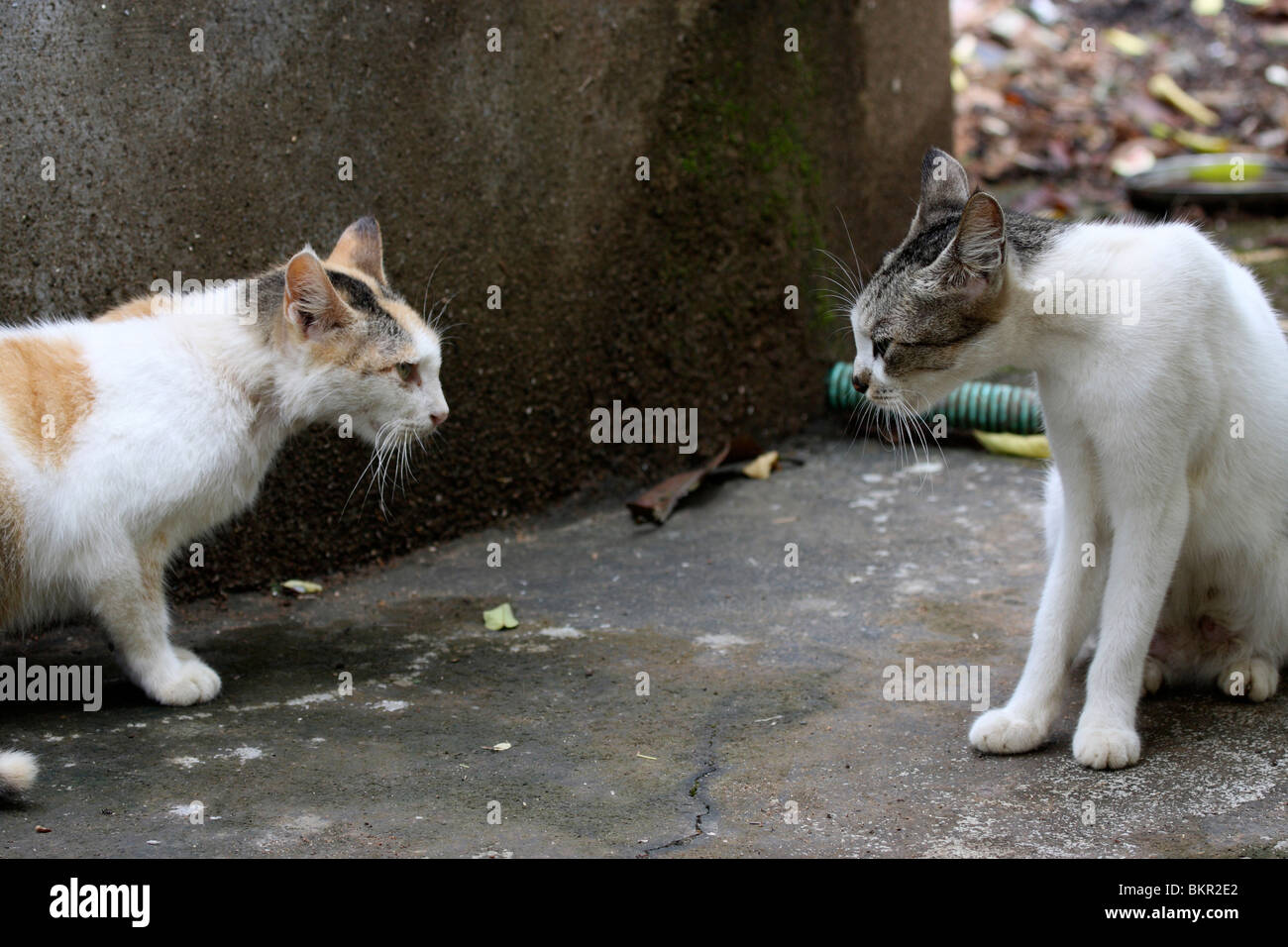 Chats de combat Banque de photographies et d’images à haute résolution ...