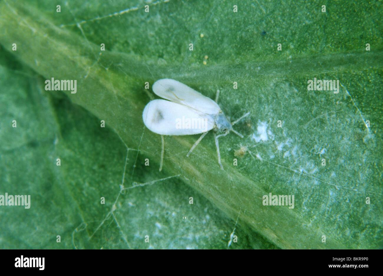 Aleyrodes lonicerae Banque de photographies et d’images à haute ...