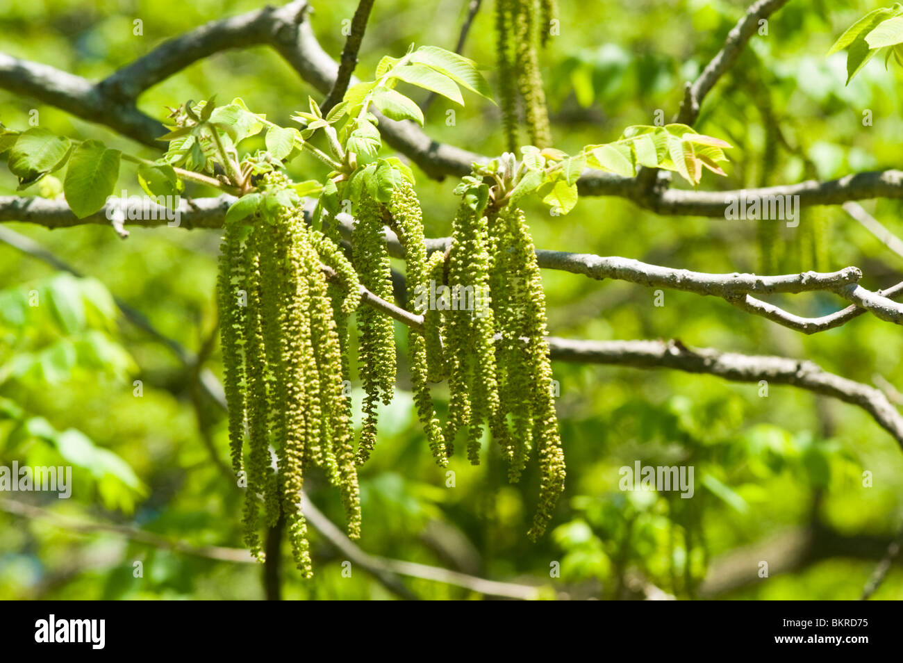 Chatons de printemps en noyer japonais Banque de photographies et d ...