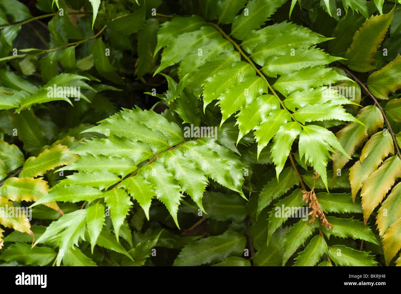 Japanese holly fern Banque de photographies et d’images à haute ...