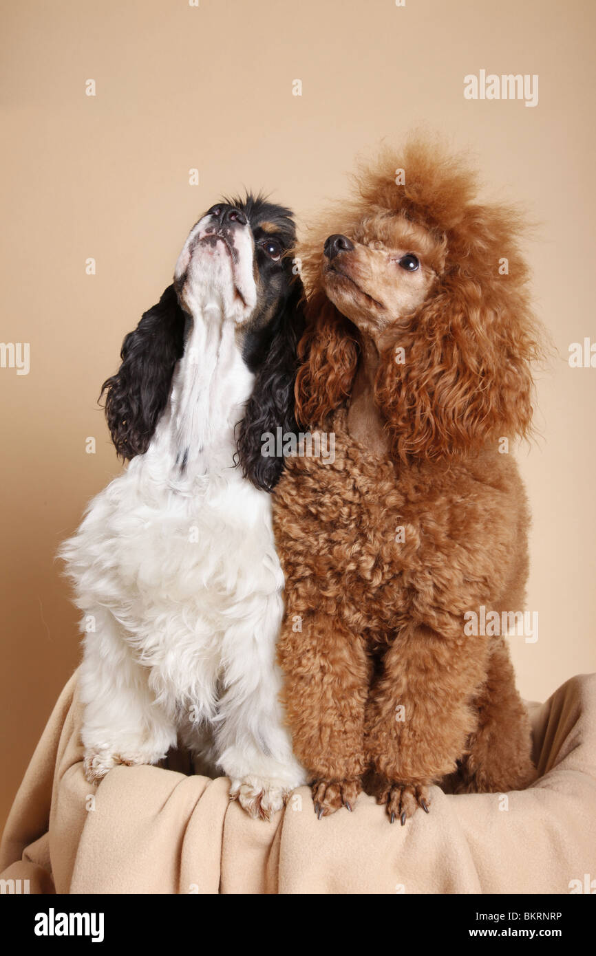 Caniche de cocker adultes Banque de photographies et d’images à haute ...