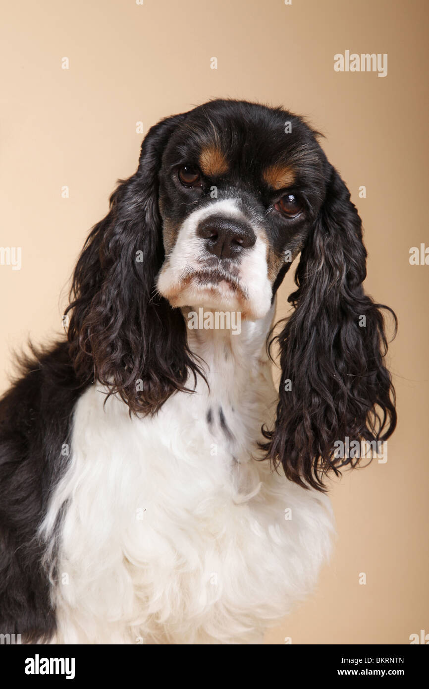 Les cockers Banque de photographies et d’images à haute résolution - Alamy