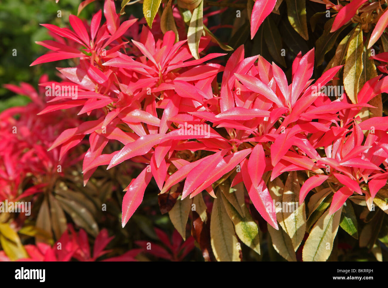 Pieris wakehurst Banque de photographies et d’images à haute résolution ...