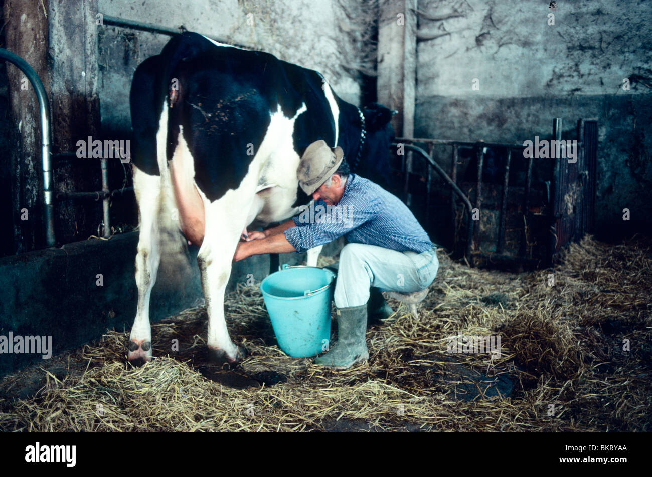 La traite manuelle, le Piémont, Italie Photo Stock - Alamy