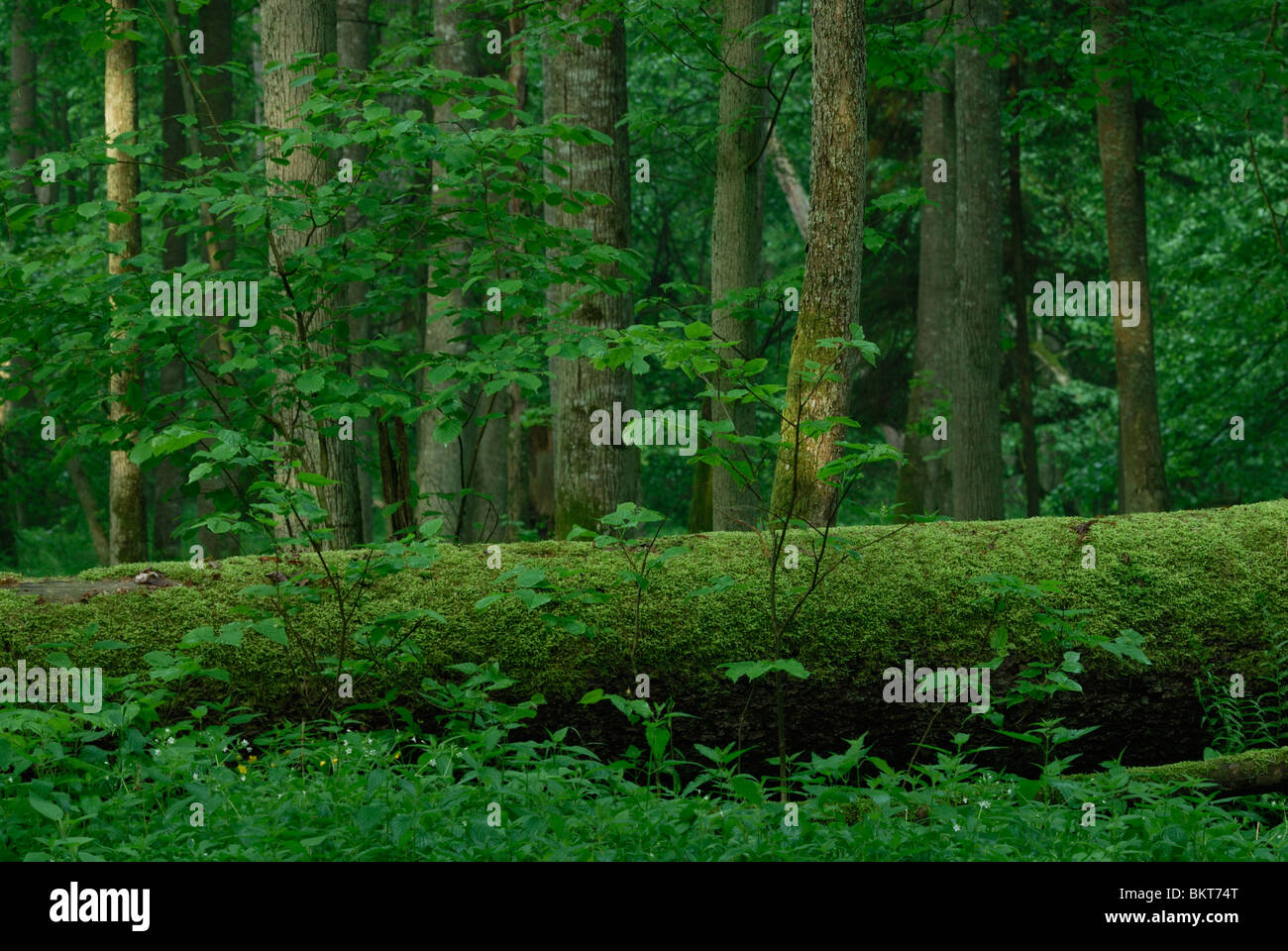 Dode bomen in oerbos bialowiesza Banque de photographies et d’images à ...