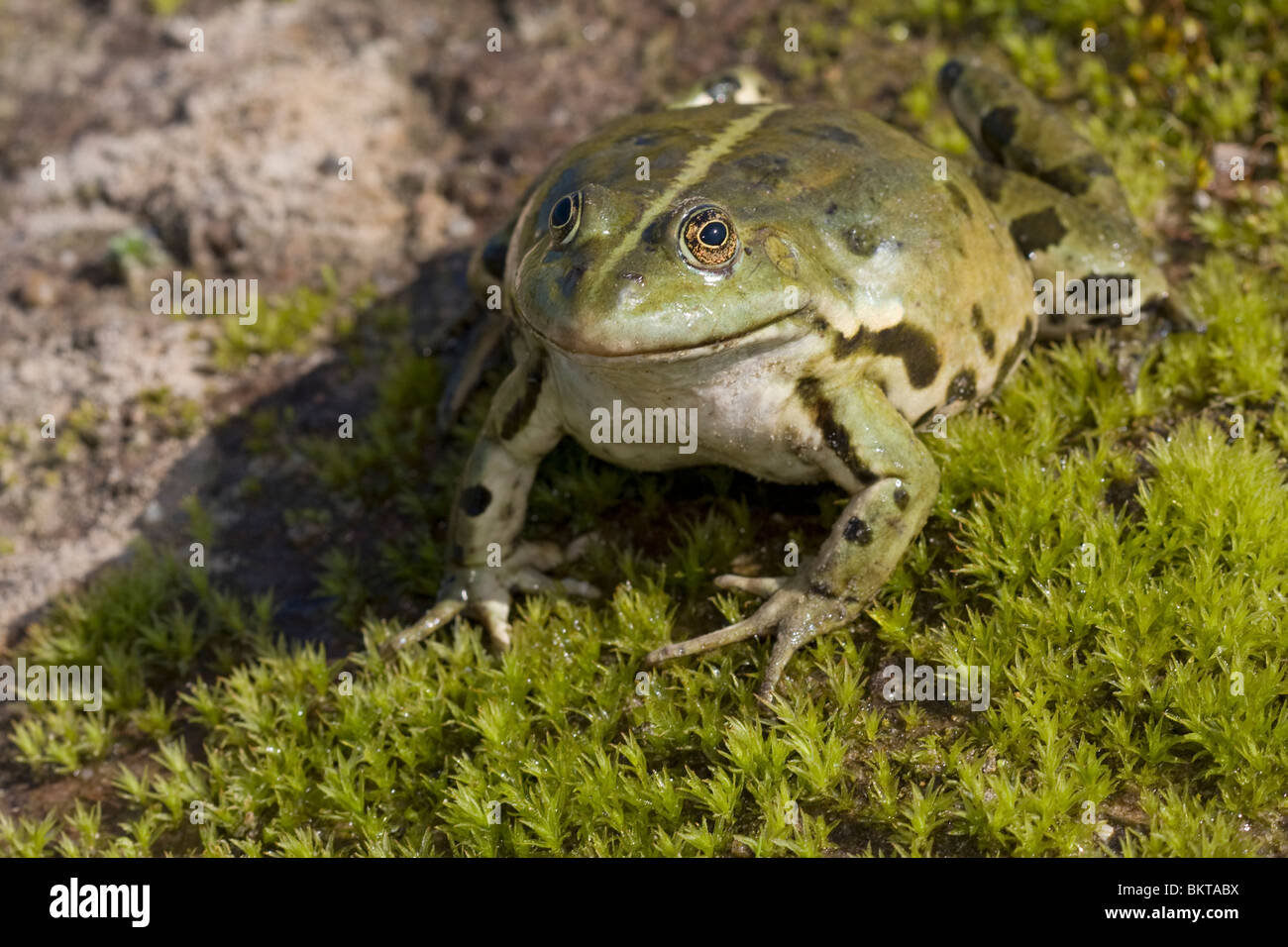 Vrouwtje van de meerkikker Banque de photographies et d’images à haute ...
