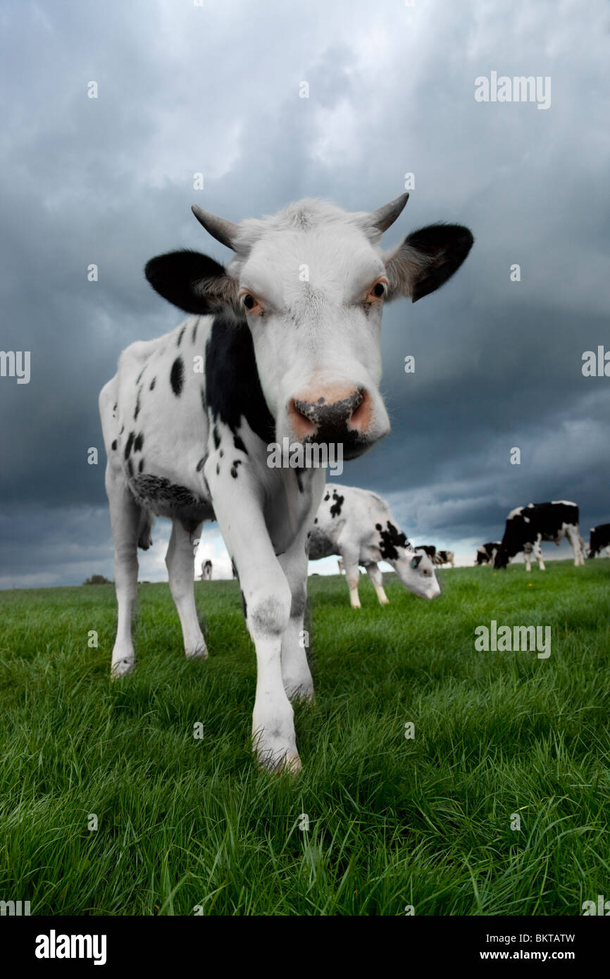 Vache britannique frisonne Banque de photographies et d’images à haute ...