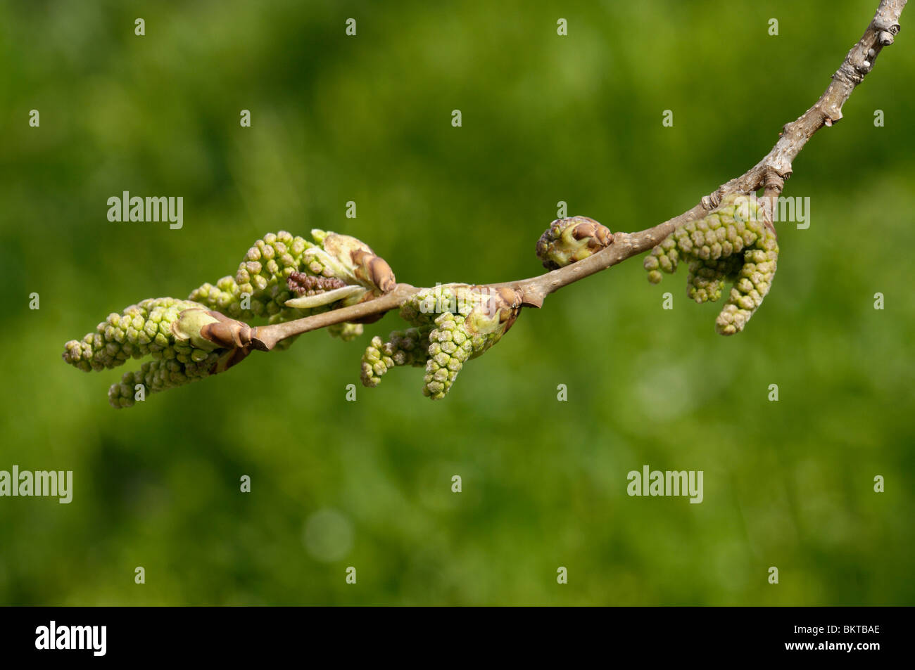 Tak met bloesem van pistache Banque de photographies et d’images à ...