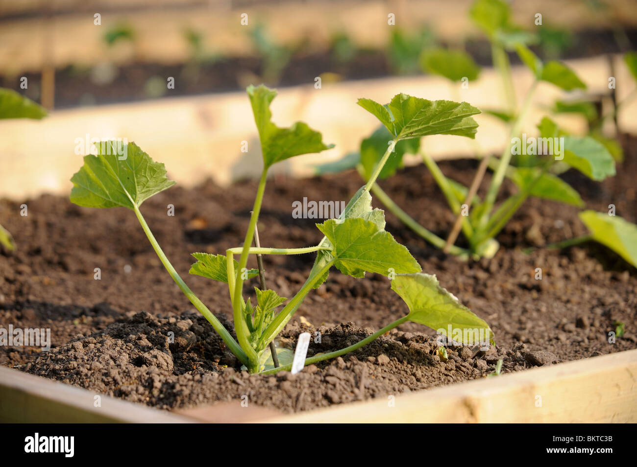 Planting courgette Banque de photographies et d’images à haute ...