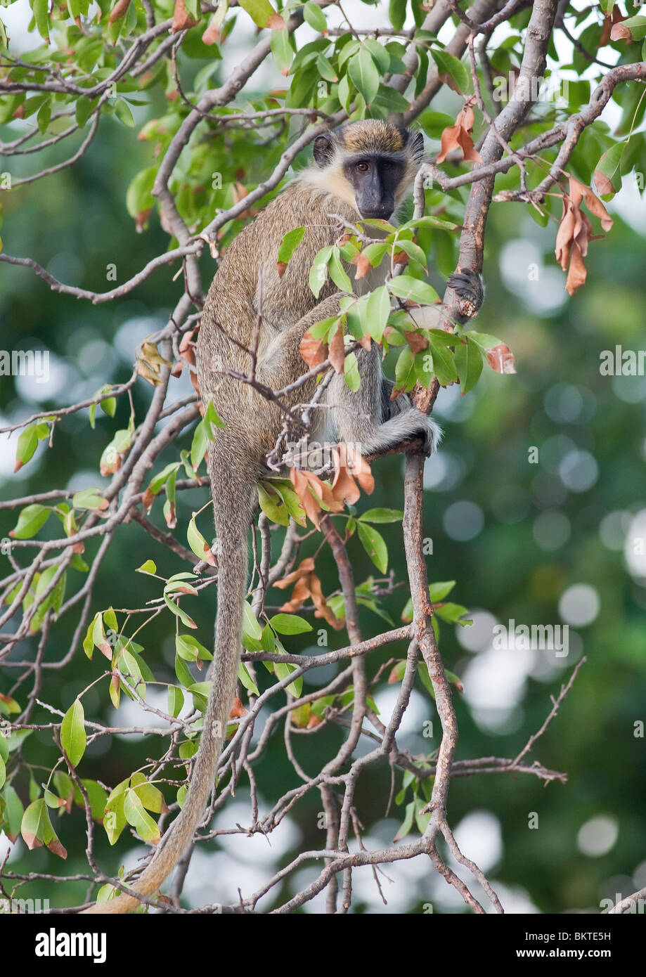 Le singe vert Banque de photographies et d’images à haute résolution ...