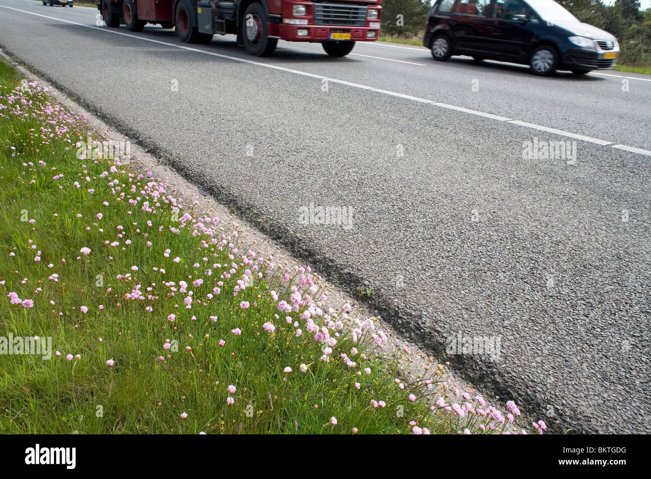 Rode lijst planten Banque de photographies et d’images à haute ...
