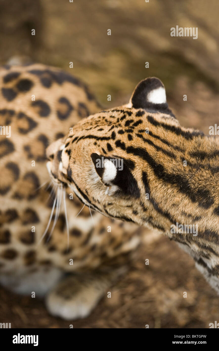 Ocelot head Banque de photographies et d’images à haute résolution - Alamy