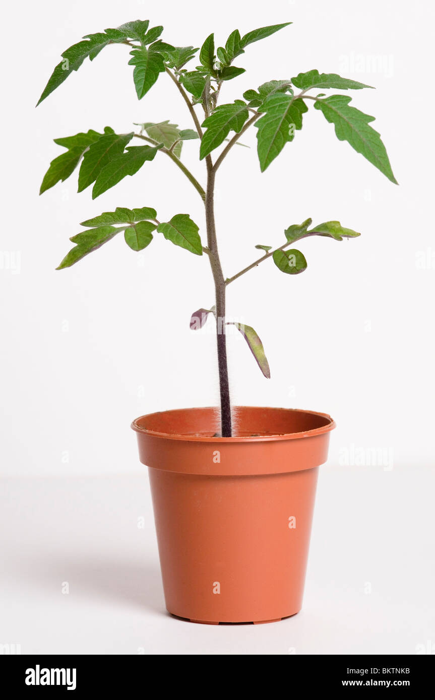 Jeune plant de tomate Banque de photographies et d’images à haute ...