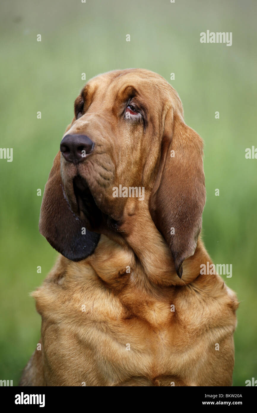 Bloodhound dog Banque de photographies et d’images à haute résolution ...