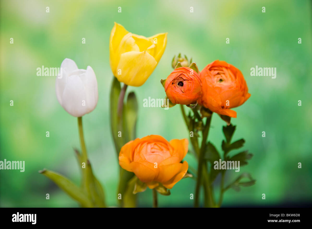 Types de fleurs Banque de photographies et d’images à haute résolution ...