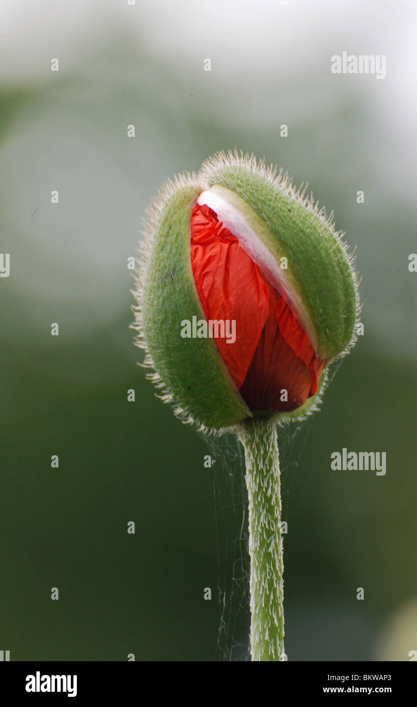 Le coquelicot Banque de photographies et d’images à haute résolution ...