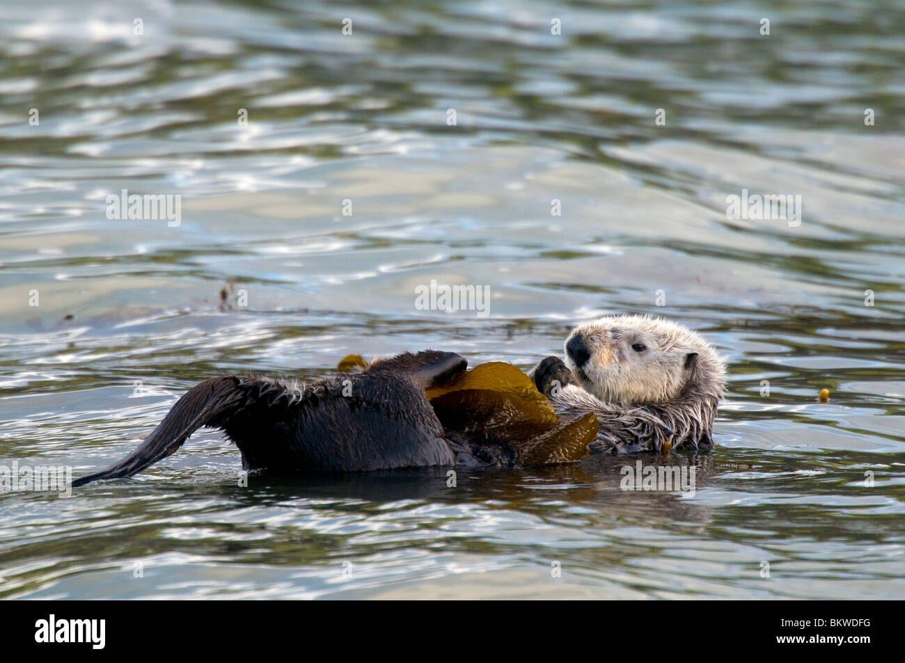 Loutre de mer (Enhydra lutris) au lit de varech Point Lobos State ...
