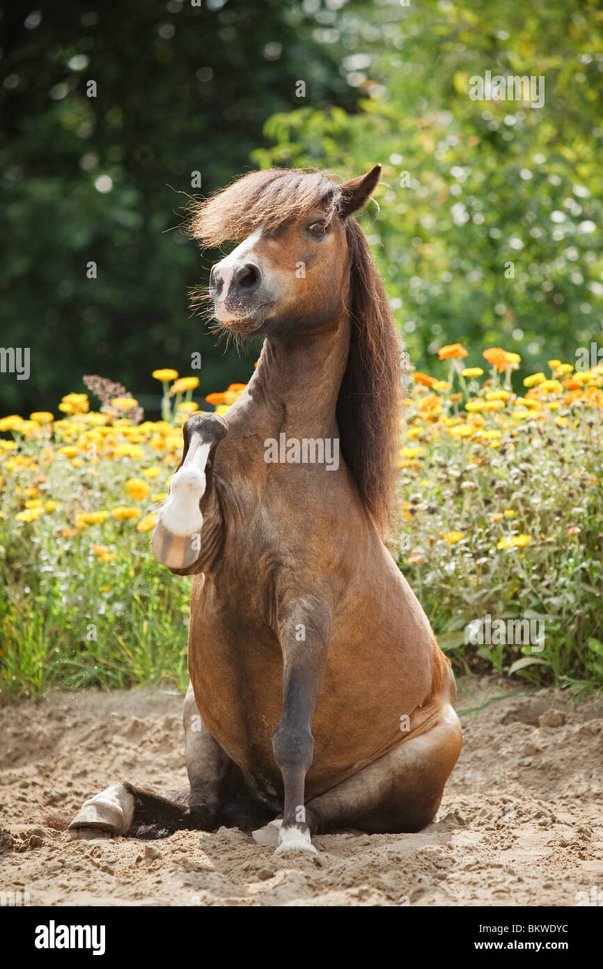 Cheval assis Banque de photographies et d’images à haute résolution - Alamy