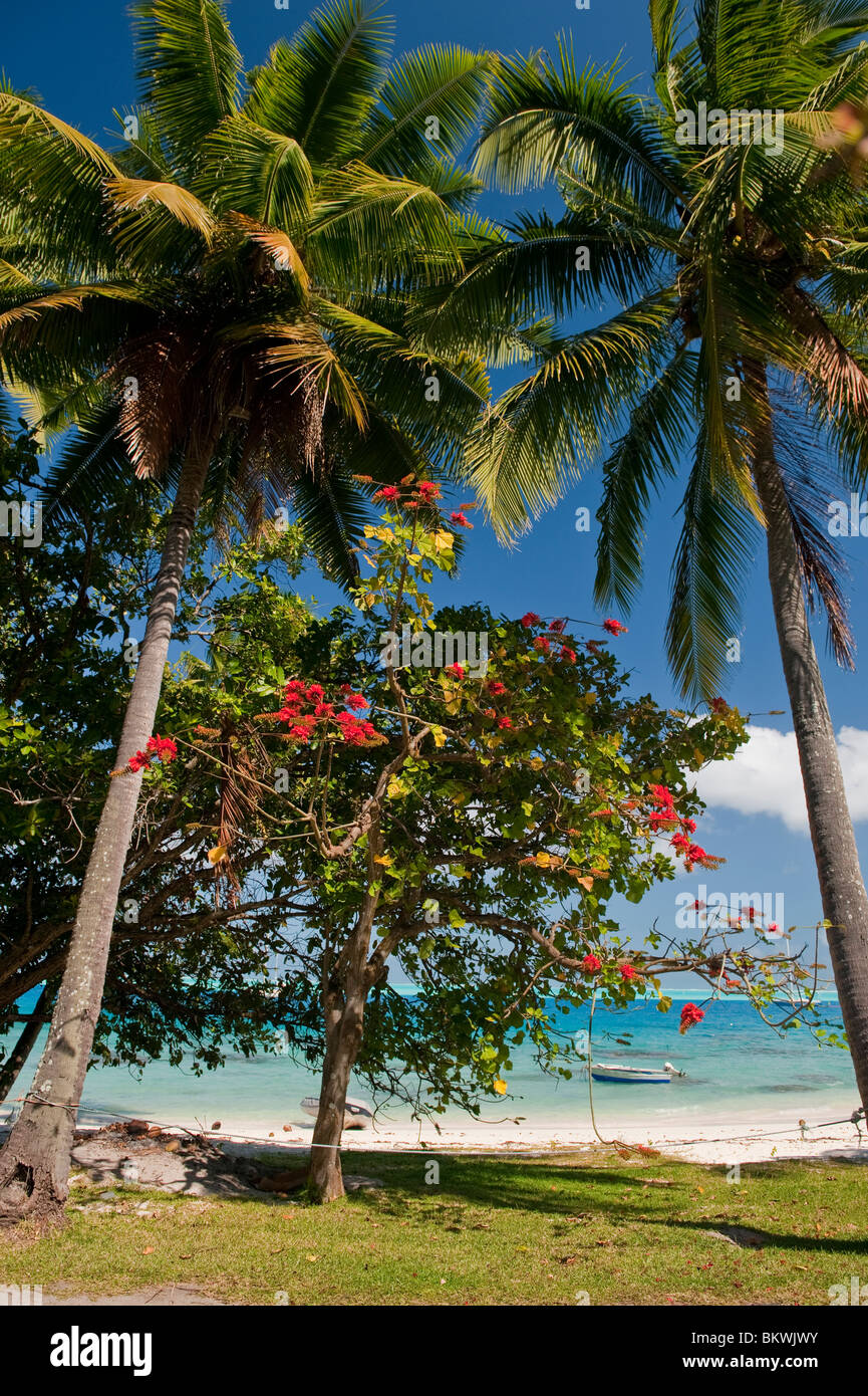 Palmiers sur la plage Matira et le lagon de Bora Bora, Polynésie ...