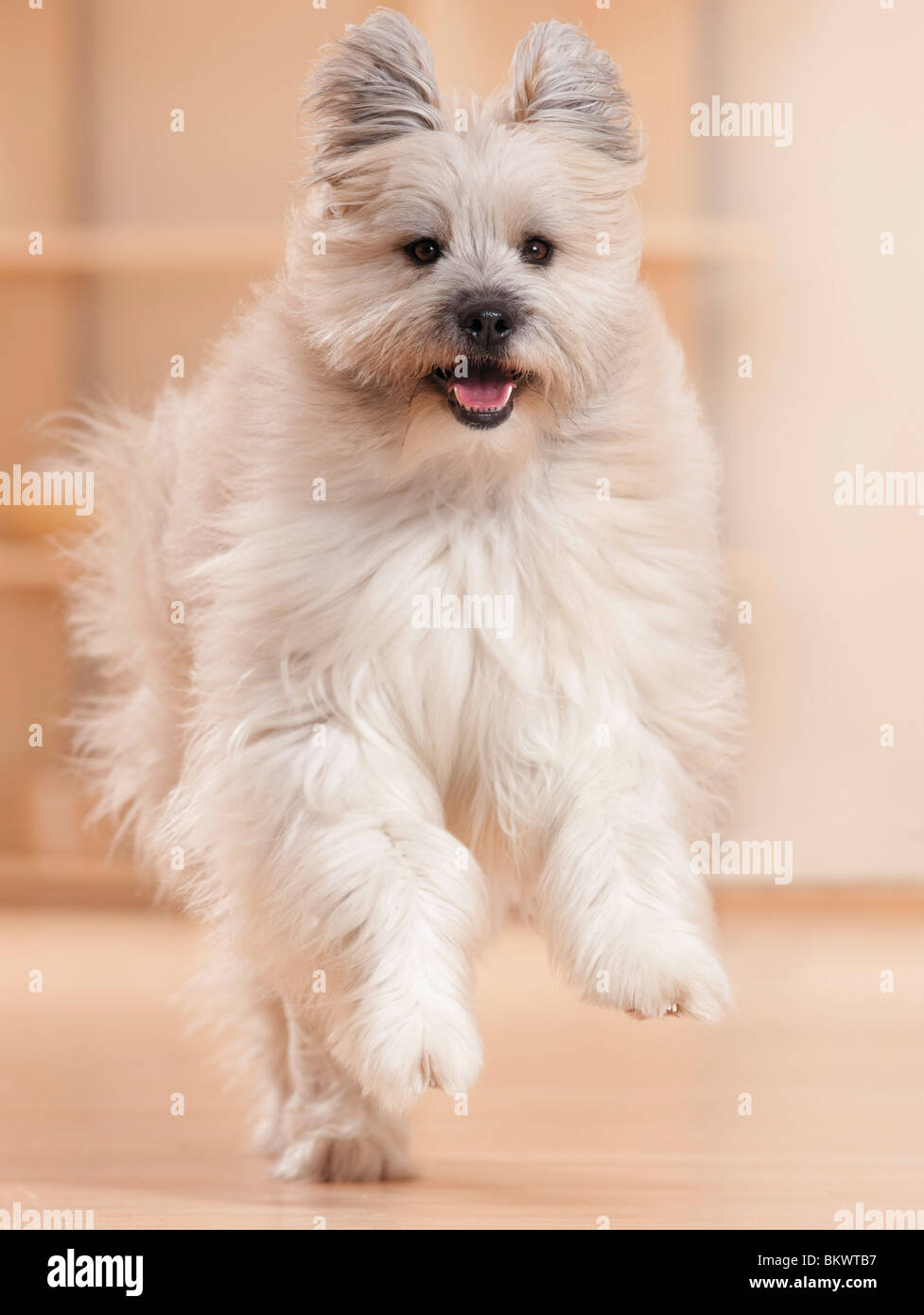 Chien elo Banque de photographies et d’images à haute résolution - Alamy