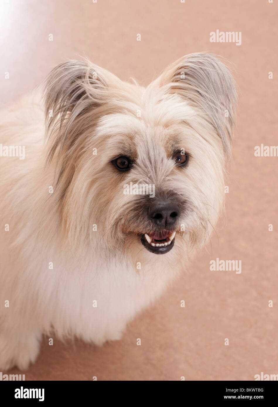 Chien elo Banque de photographies et d’images à haute résolution - Alamy